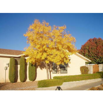 Modesto Ash Gallery and Care Instructions by Eagle Creek Landscapes