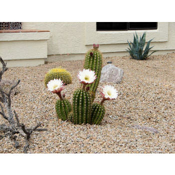 Argentine Pipe Cactus Gallery and Care Instructions by Eagle Creek ...