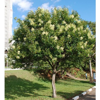 Glossy Privet Tree Gallery and Care Instructions by Eagle Creek Landscapes