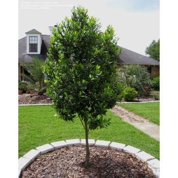 Carolina Cherry Gallery and Care Instructions by Eagle Creek Landscapes