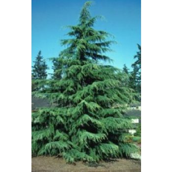 Deodar Cedar Gallery and Care Instructions by Eagle Creek Landscapes