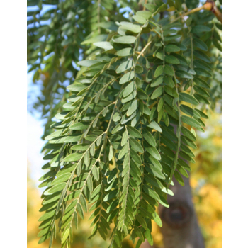 Shademaster Locust Gallery and Care Instructions by Eagle Creek Landscapes