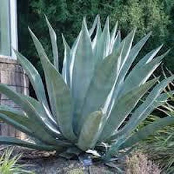 Century Plant Gallery and Care Instructions by Eagle Creek Landscapes