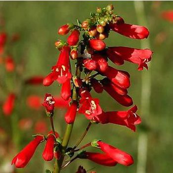 Firecracker Penstemon Gallery and Care Instructions by Eagle Creek ...