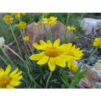 Perky Sue Gallery and Care Instructions by Eagle Creek Landscapes