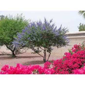 Chaste Tree Gallery and Care Instructions by Eagle Creek Landscapes