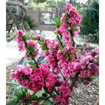 Dwarf Peach Tree Gallery and Care Instructions by Eagle Creek Landscapes