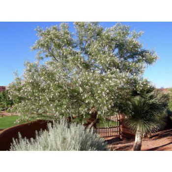 Desert Willow Gallery and Care Instructions by Eagle Creek Landscapes