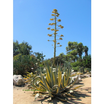 Variegated Century Plant Gallery and Care Instructions by Eagle Creek ...