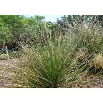 Bear Grass Gallery and Care Instructions by Eagle Creek Landscapes