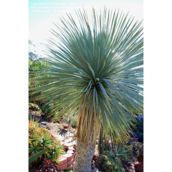 Rostrata - Beaked Yucca Gallery and Care Instructions by Eagle Creek ...