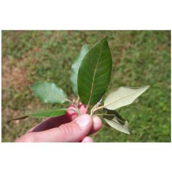 Holly Oak Gallery and Care Instructions by Eagle Creek Landscapes