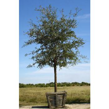 Southern Live Oak Gallery and Care Instructions by Eagle Creek Landscapes
