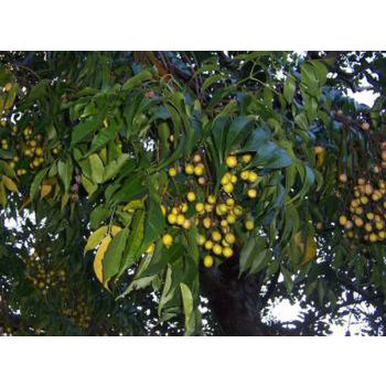 Texas Umbrella Gallery and Care Instructions by Eagle Creek Landscapes