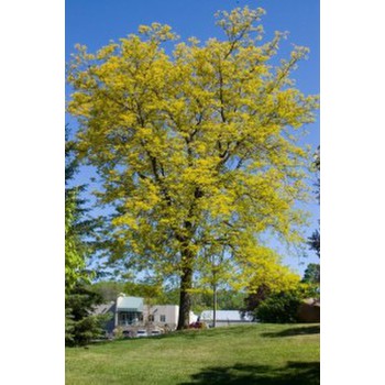 Sunburst Locust Gallery and Care Instructions by Eagle Creek Landscapes