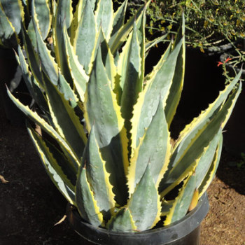 Variegated Century Plant Gallery and Care Instructions by Eagle Creek ...