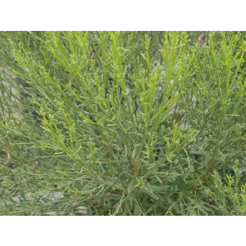 Thompson Baccharis Gallery and Care Instructions by Eagle Creek Landscapes