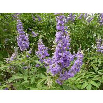 Chaste Tree Gallery and Care Instructions by Eagle Creek Landscapes