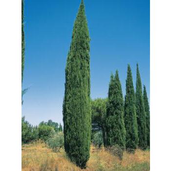 Italian Cypress Gallery and Care Instructions by Eagle Creek Landscapes