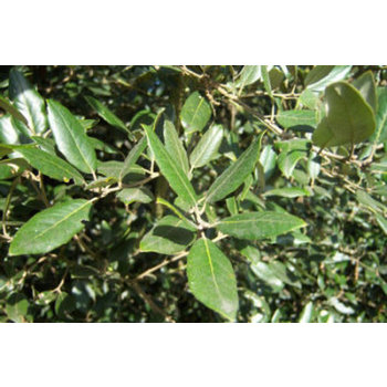 Holly Oak Gallery and Care Instructions by Eagle Creek Landscapes