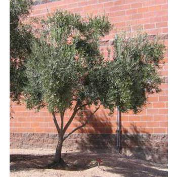 Wilson Olive Gallery and Care Instructions by Eagle Creek Landscapes