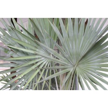 Blue Fan Palm Gallery and Care Instructions by Eagle Creek Landscapes