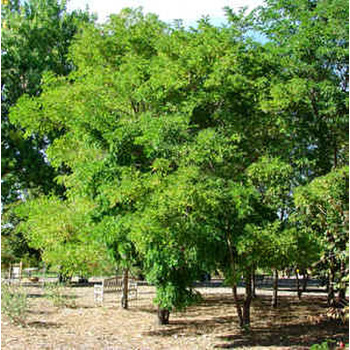 Purple Robe Locust Gallery and Care Instructions by Eagle Creek Landscapes