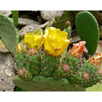Indian Fig Cactus Gallery and Care Instructions by Eagle Creek Landscapes