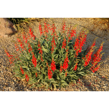 Firecracker Penstemon Gallery and Care Instructions by Eagle Creek ...
