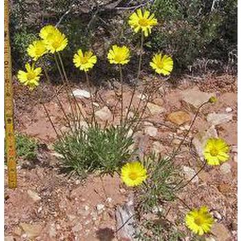Perky Sue Gallery and Care Instructions by Eagle Creek Landscapes