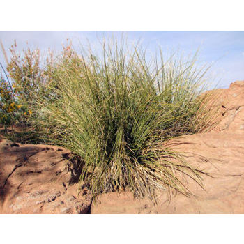 Bear Grass Gallery and Care Instructions by Eagle Creek Landscapes