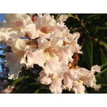 Chitalpa - Pink Dawn Gallery and Care Instructions by Eagle Creek ...