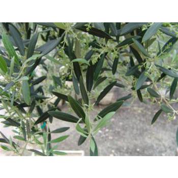 Wilson Olive Gallery and Care Instructions by Eagle Creek Landscapes