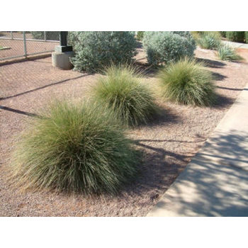 Deer Grass Gallery and Care Instructions by Eagle Creek Landscapes