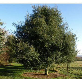 Holly Oak Gallery and Care Instructions by Eagle Creek Landscapes