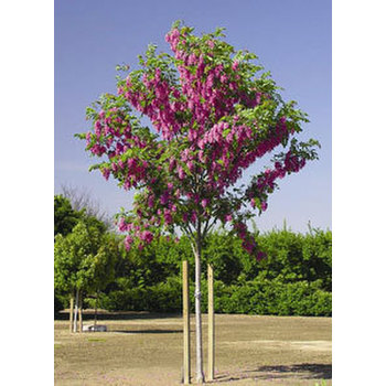 Purple Robe Locust Gallery and Care Instructions by Eagle Creek Landscapes