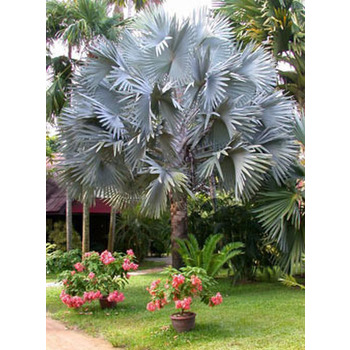 Blue Fan Palm Gallery and Care Instructions by Eagle Creek Landscapes