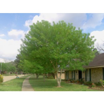 Modesto Ash Gallery and Care Instructions by Eagle Creek Landscapes