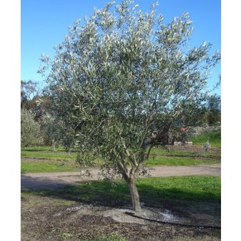 Wilson Olive Gallery and Care Instructions by Eagle Creek Landscapes