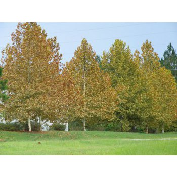 London Sycamore Gallery and Care Instructions by Eagle Creek Landscapes