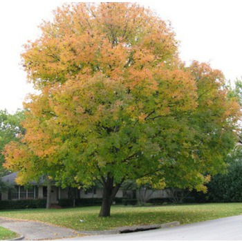 Fan-Tex Ash Gallery and Care Instructions by Eagle Creek Landscapes