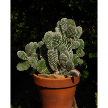 Angel Wing Cactus Gallery and Care Instructions by Eagle Creek Landscapes