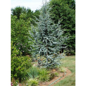Blue Atlas Cedar Gallery and Care Instructions by Eagle Creek Landscapes