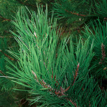 Austrian Black Pine Gallery and Care Instructions by Eagle Creek Landscapes