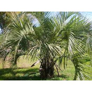 Pindo Palm Gallery and Care Instructions by Eagle Creek Landscapes