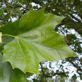 London Sycamore Gallery and Care Instructions by Eagle Creek Landscapes