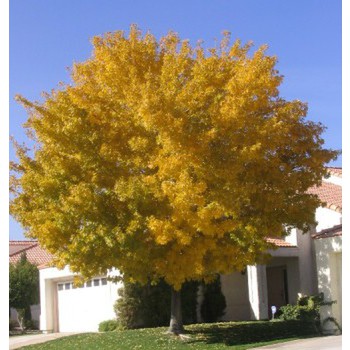 Fan-Tex Ash Gallery and Care Instructions by Eagle Creek Landscapes