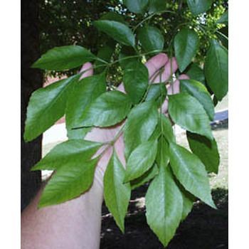 Modesto Ash Gallery and Care Instructions by Eagle Creek Landscapes