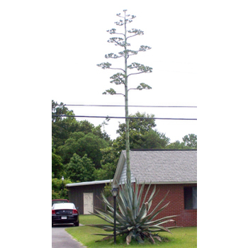 Century Plant Gallery and Care Instructions by Eagle Creek Landscapes