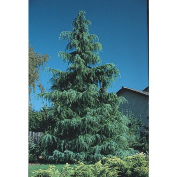 Deodar Cedar Gallery and Care Instructions by Eagle Creek Landscapes